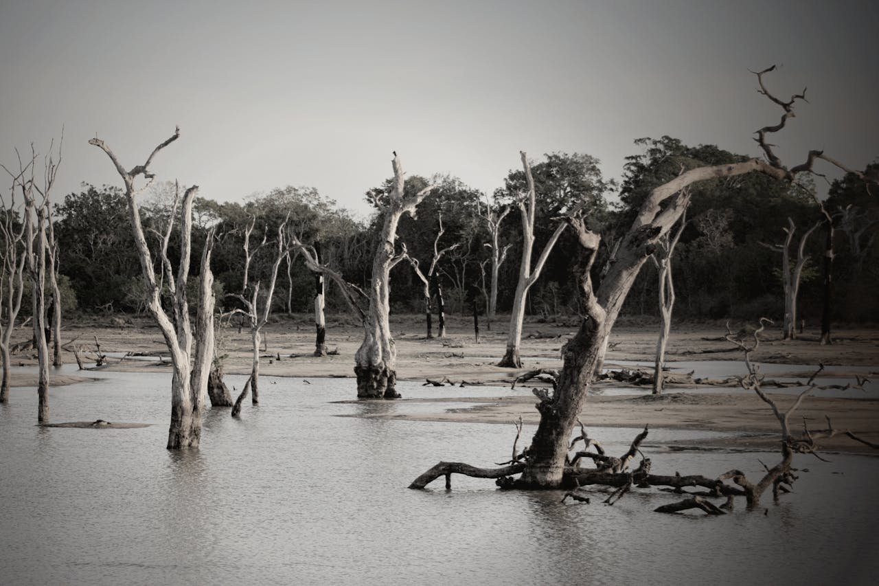 10 Negative Effects of Deforestation on the Environment: A ...