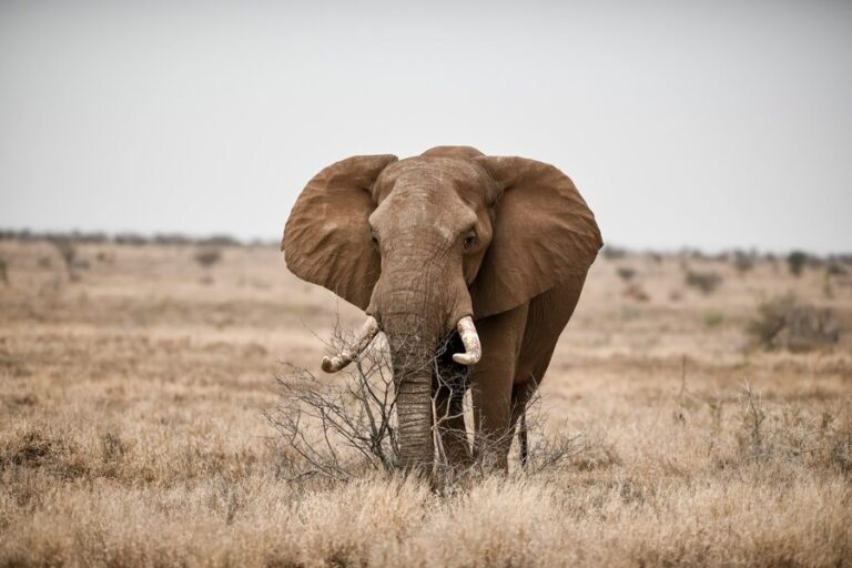 10 Endangered Animals That Help the Environment | What is Green Living?