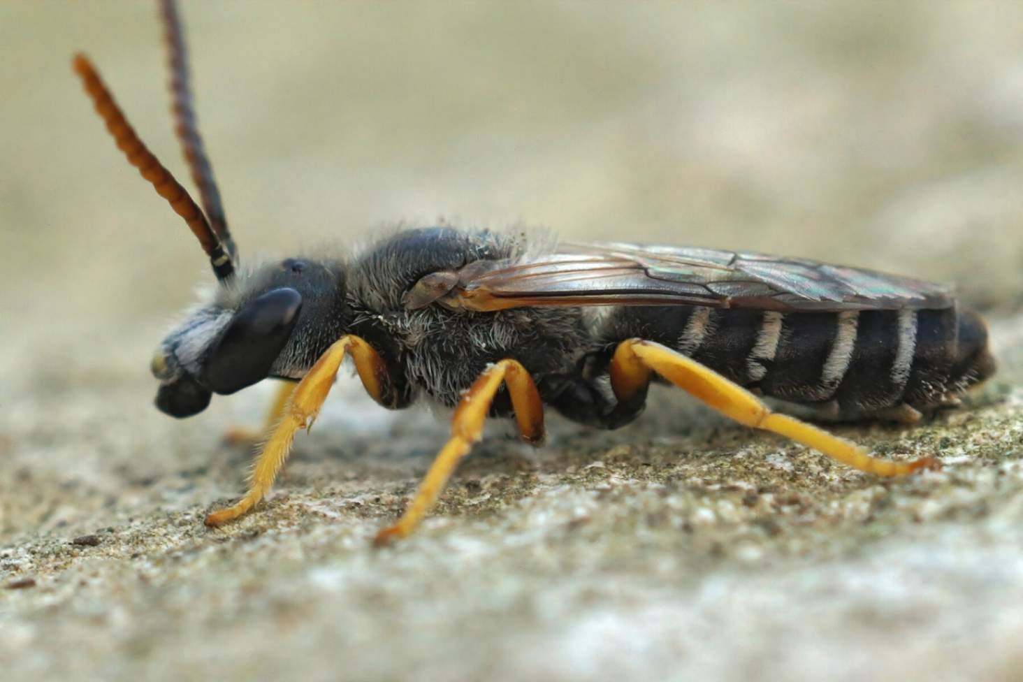 Are Carpenter Bees Pollinators? Their Role in Ecosystems | What is ...