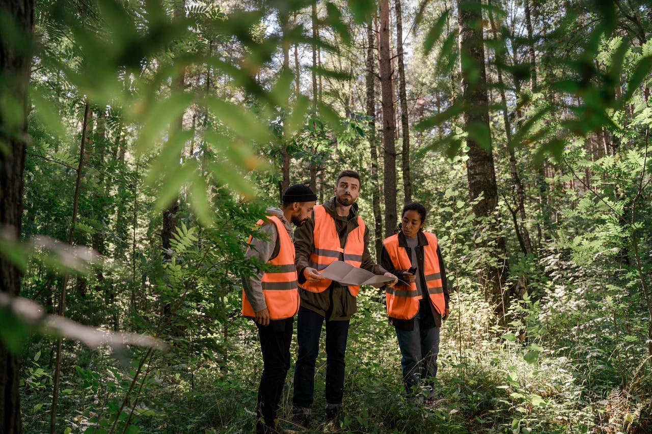 How A Forester Can Make Sure That an Area is Harvested Sustainably ...
