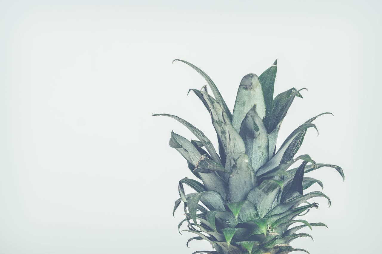 Do Pineapples Grow on Trees? A Comprehensive Guide | What is Green Living?