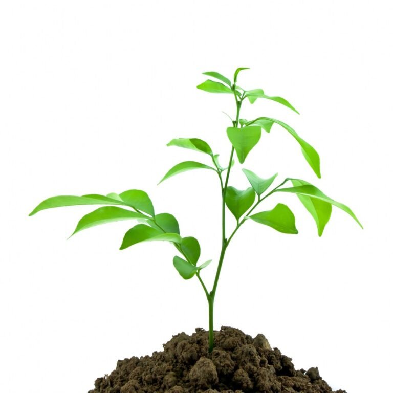Stages of Plant Growth: A Comprehensive Guide | What is Green Living?