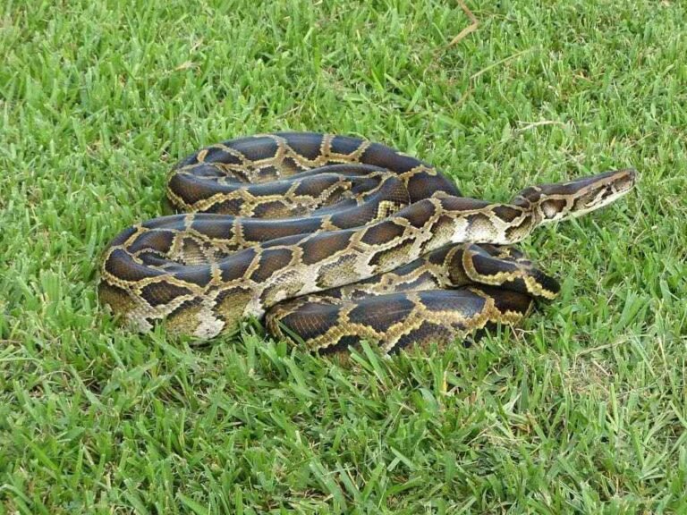 10 Invasive Animal Species Examples | What is Green Living?