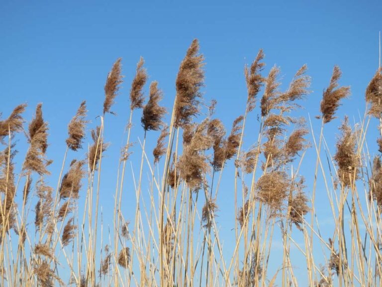 10 Invasive Plant Species Examples | What is Green Living?