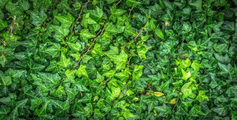10 Invasive Plant Species Examples | What is Green Living?