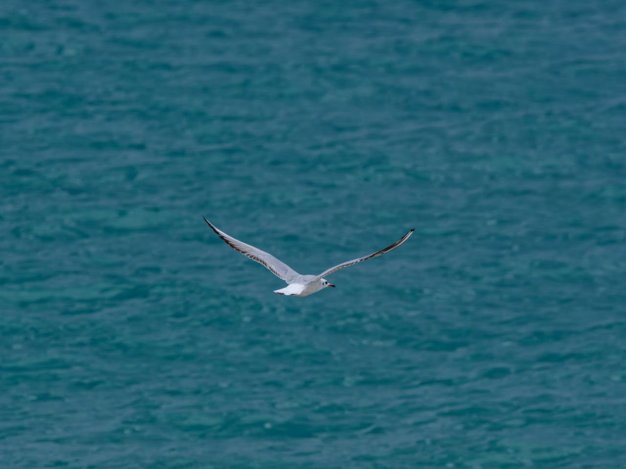 10 Animal Migration Examples | What is Green Living?