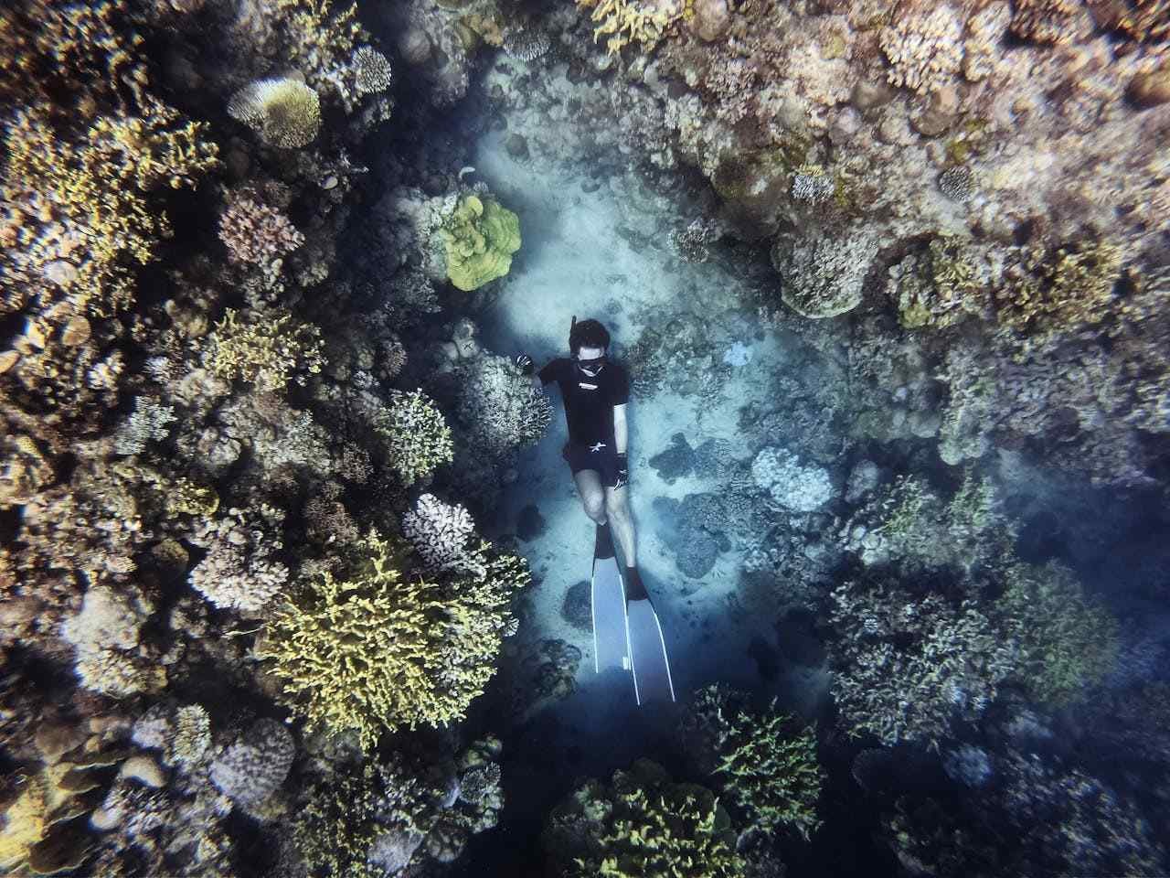 Green Fins: Sustainable Tourism for Coral Reef Protection | What is ...
