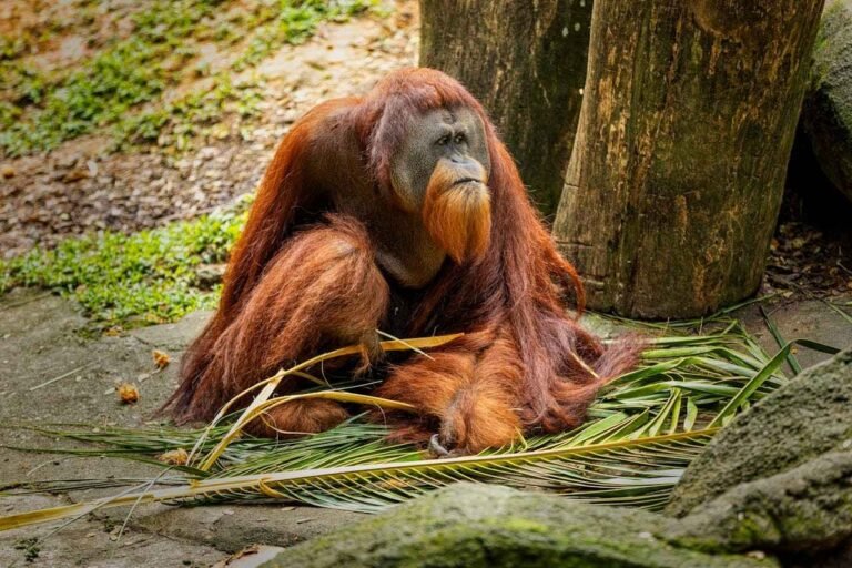 10 Wildlife Conservation Programs for Endangered Species | What is ...