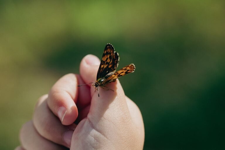 What It Usually Means When a Butterfly Lands on You, and What the ...